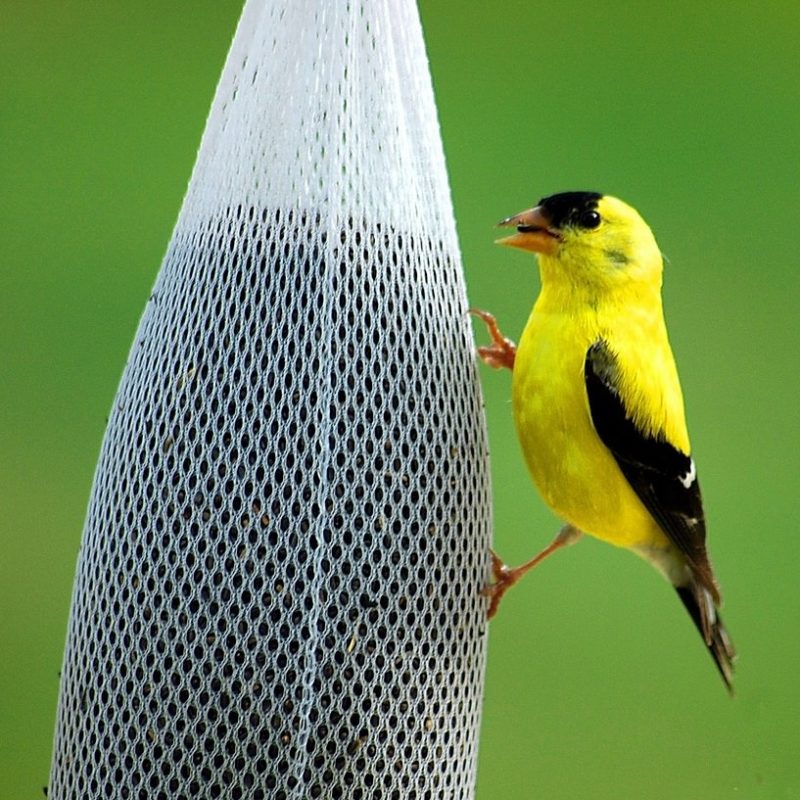 The 9 Best Bird Feeders For Finches Check Out Our Favorites